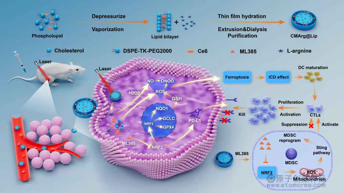 为华中科技大学绘制的Adv Sci插图中稿了 - 科研分享